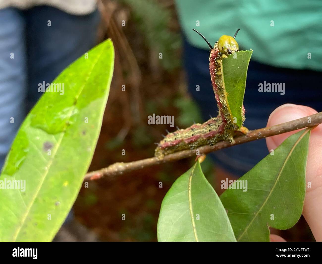 Southern Pink-striped Oakworm Moth (Anisota pellucida Stock Photo - Alamy