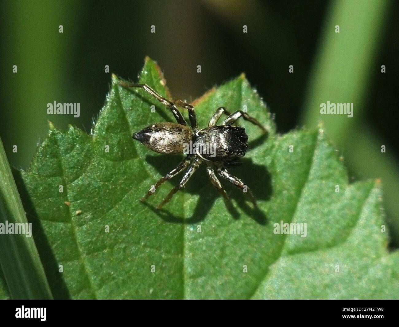 Heliophanus auratus hi-res stock photography and images - Alamy