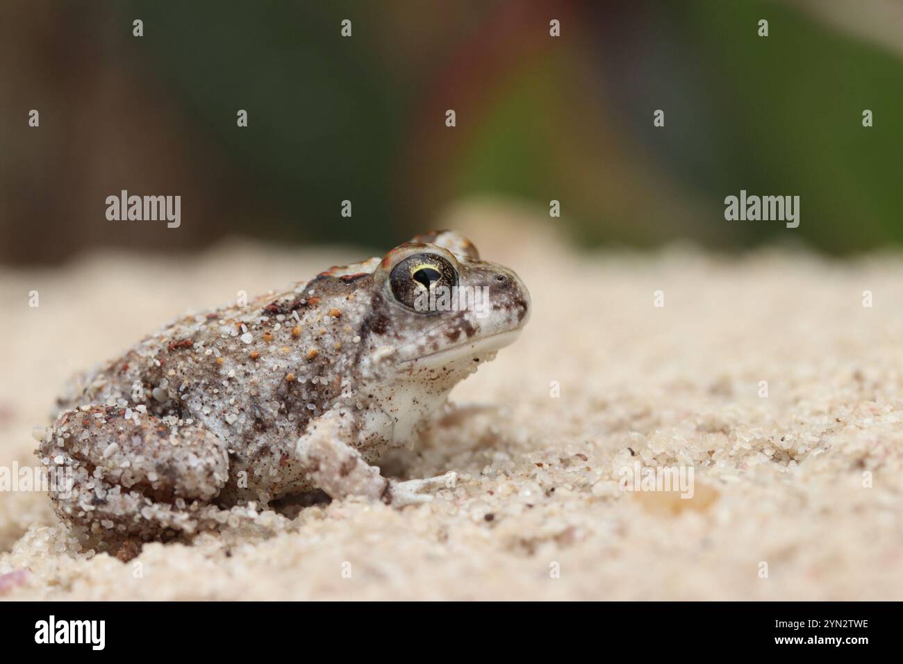Cape sand frog (Tomopterna delalandii Stock Photo - Alamy
