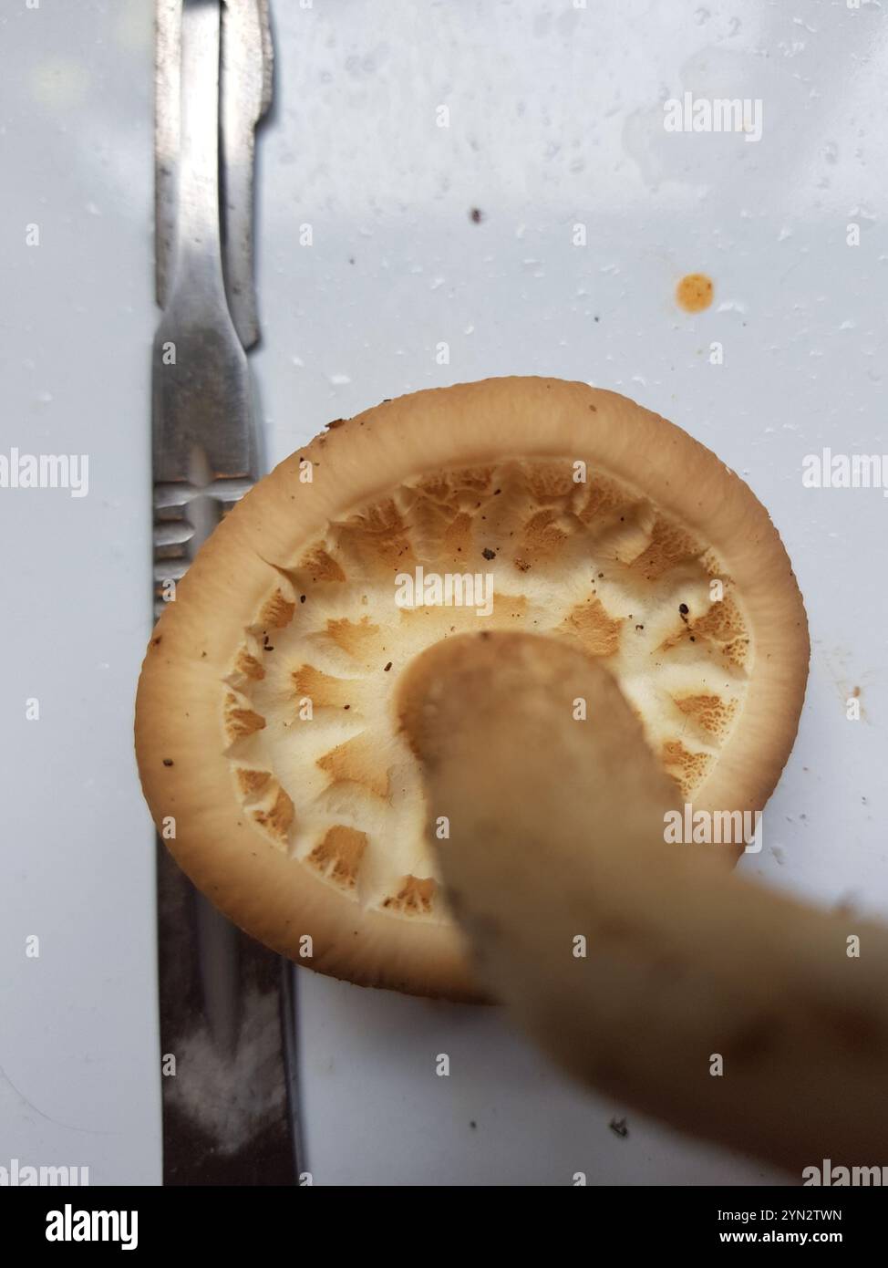 Tawaka (Cyclocybe parasitica Stock Photo - Alamy