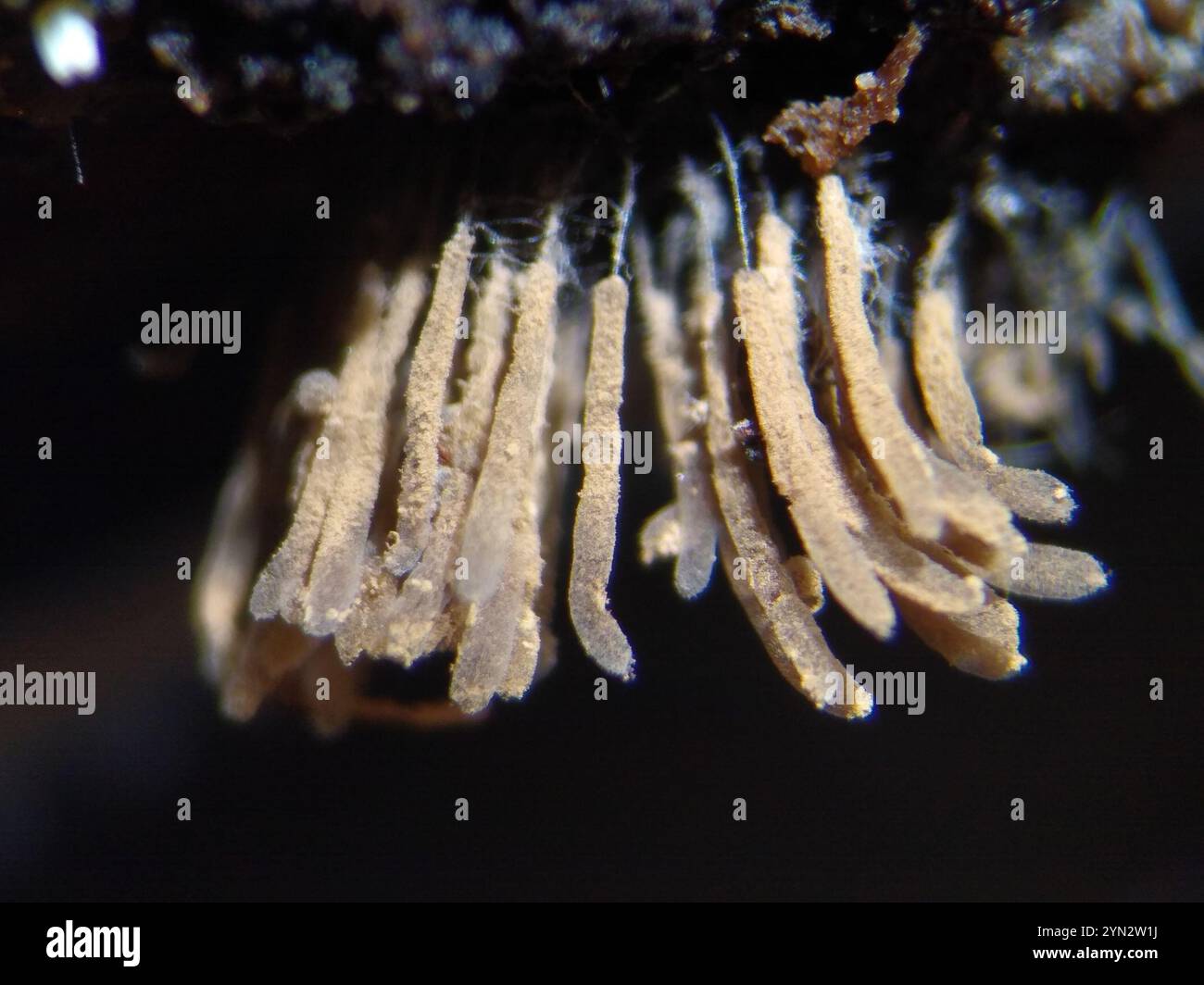 Stemonitis smithii hi-res stock photography and images - Alamy