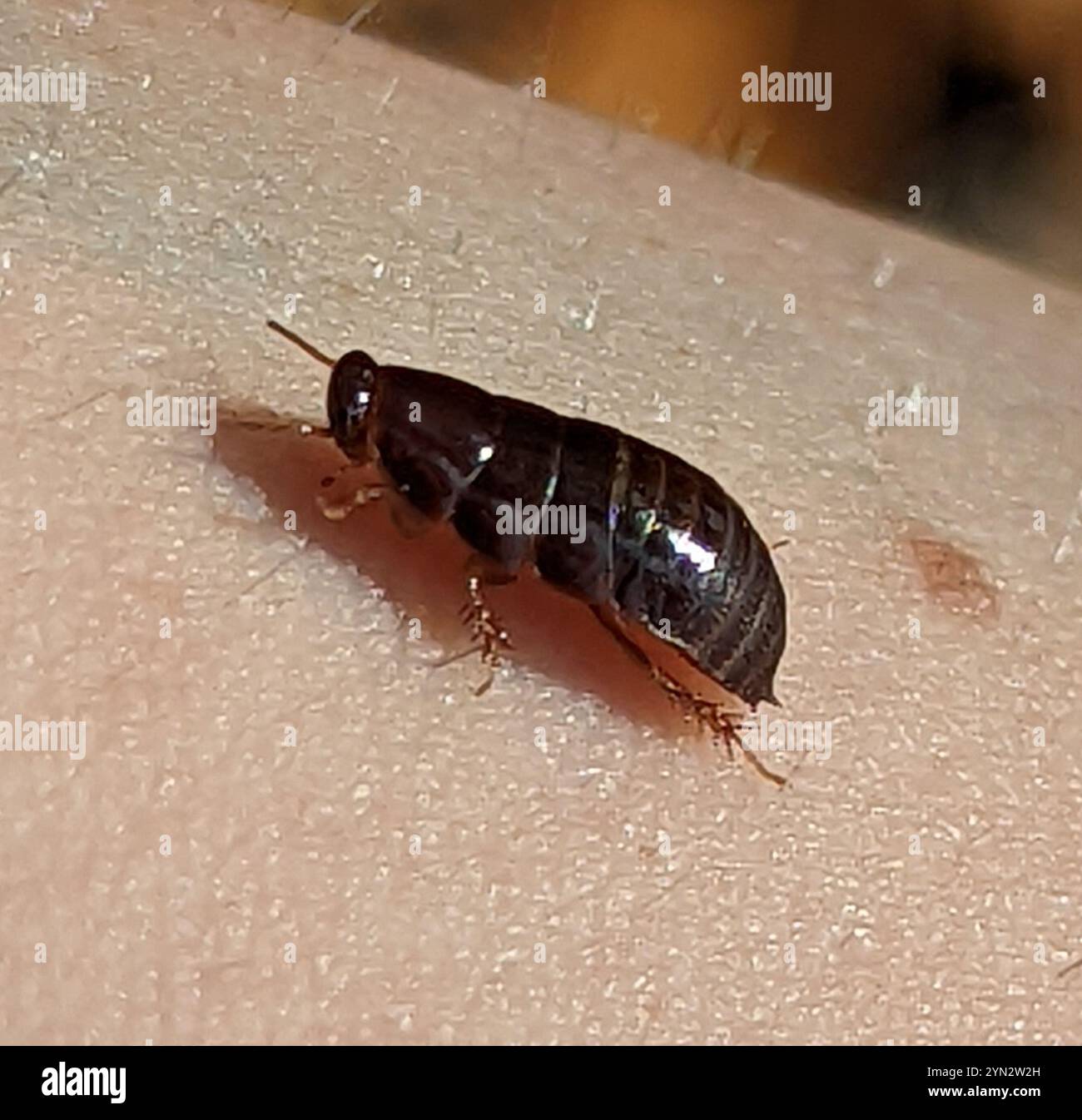 Surinam Cockroach (Pycnoscelus surinamensis Stock Photo - Alamy