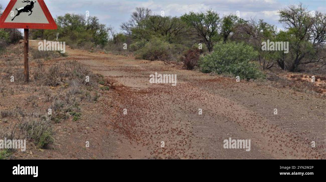 Locustana pardalina hi-res stock photography and images - Alamy