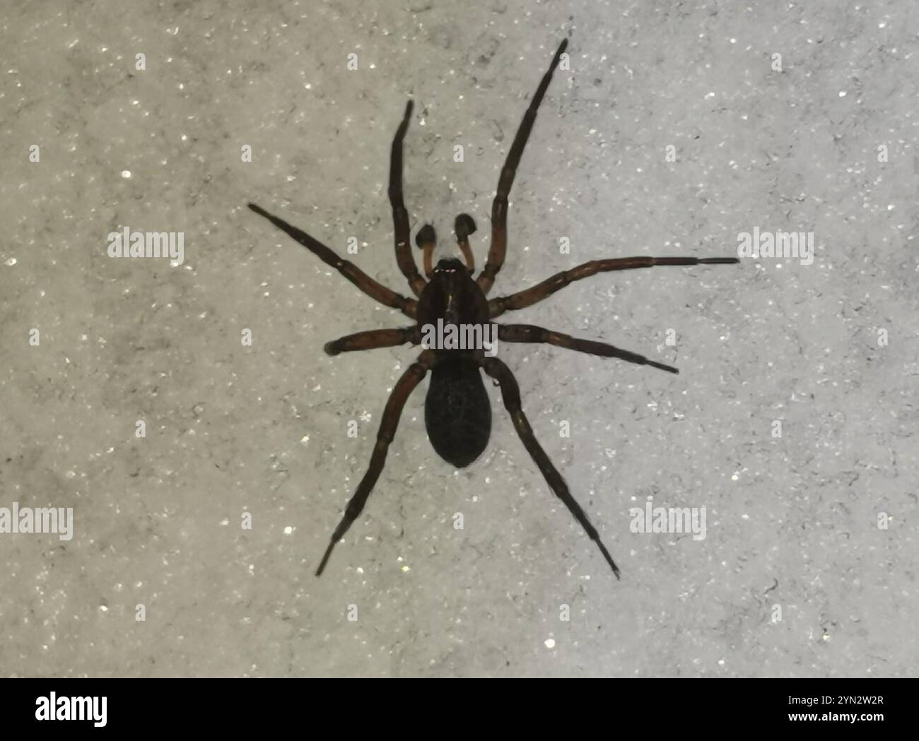 Spiny-legged Sac Spiders (Liocranidae Stock Photo - Alamy