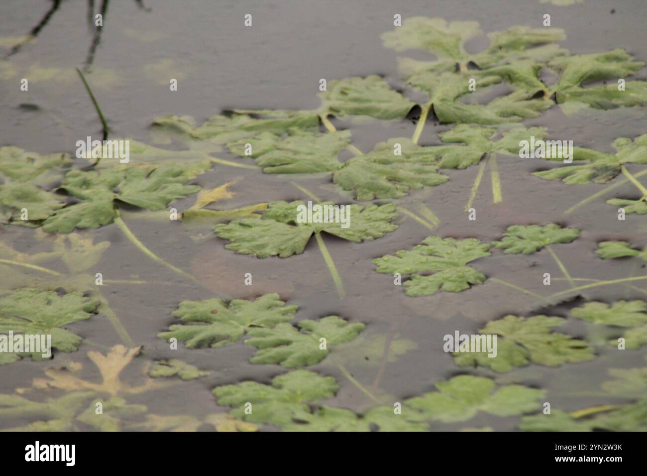 cursed crowfoot (Ranunculus sceleratus Stock Photo - Alamy