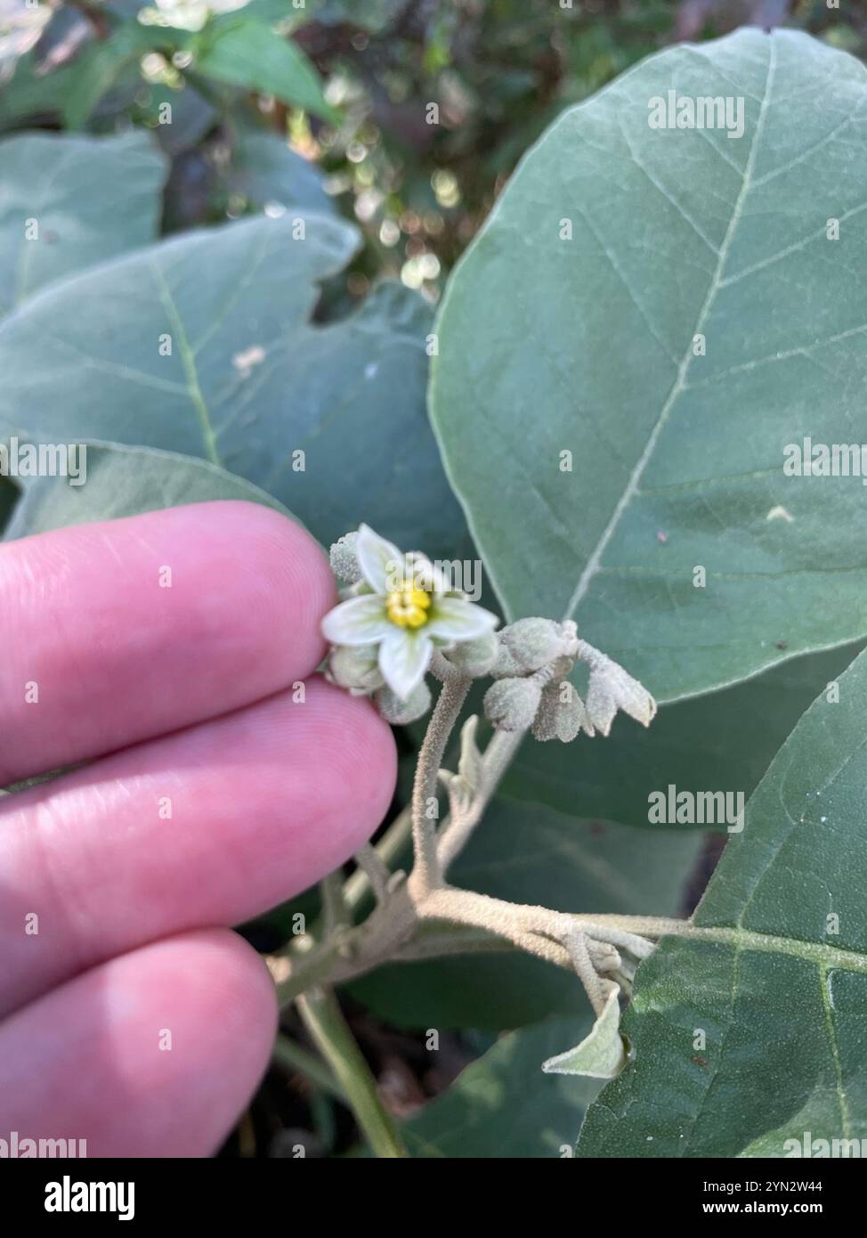 potato tree (Solanum erianthum Stock Photo - Alamy