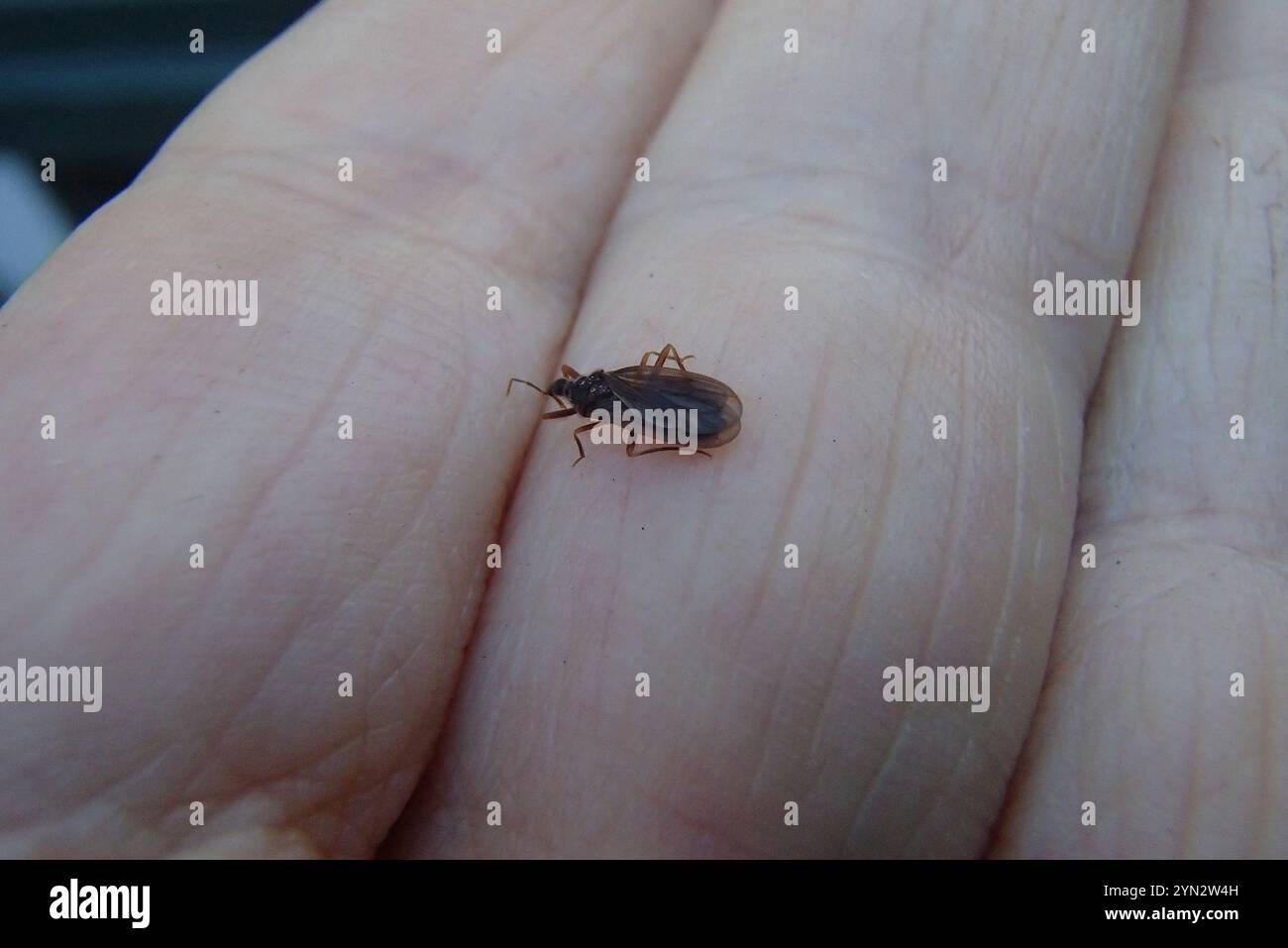 True Bugs (Heteroptera Stock Photo - Alamy