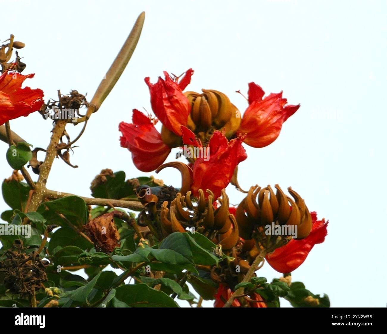 African tulip tree (Spathodea campanulata Stock Photo - Alamy