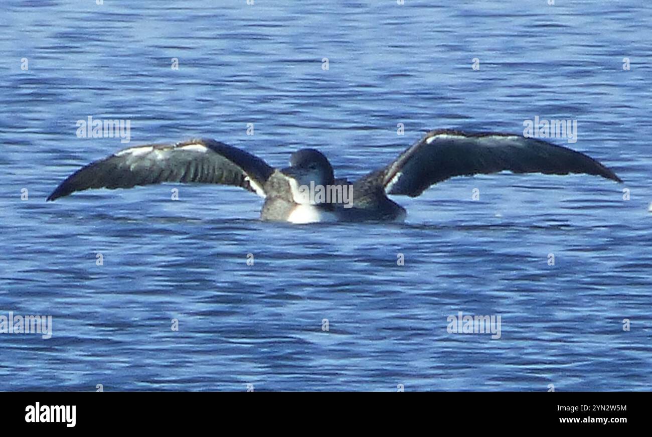 Common Loon (Gavia immer Stock Photo - Alamy