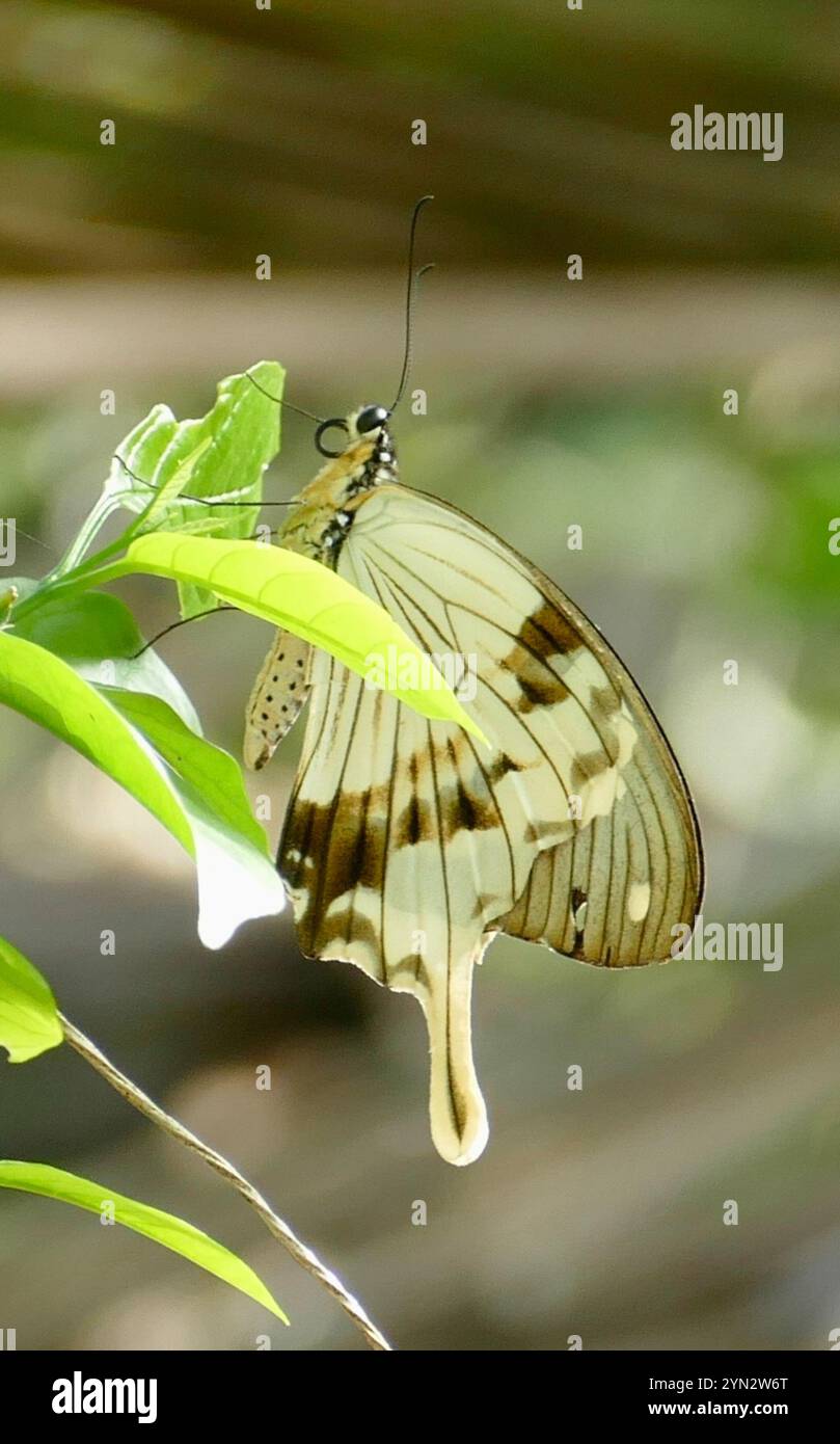 Mocker Swallowtail (Papilio dardanus Stock Photo - Alamy