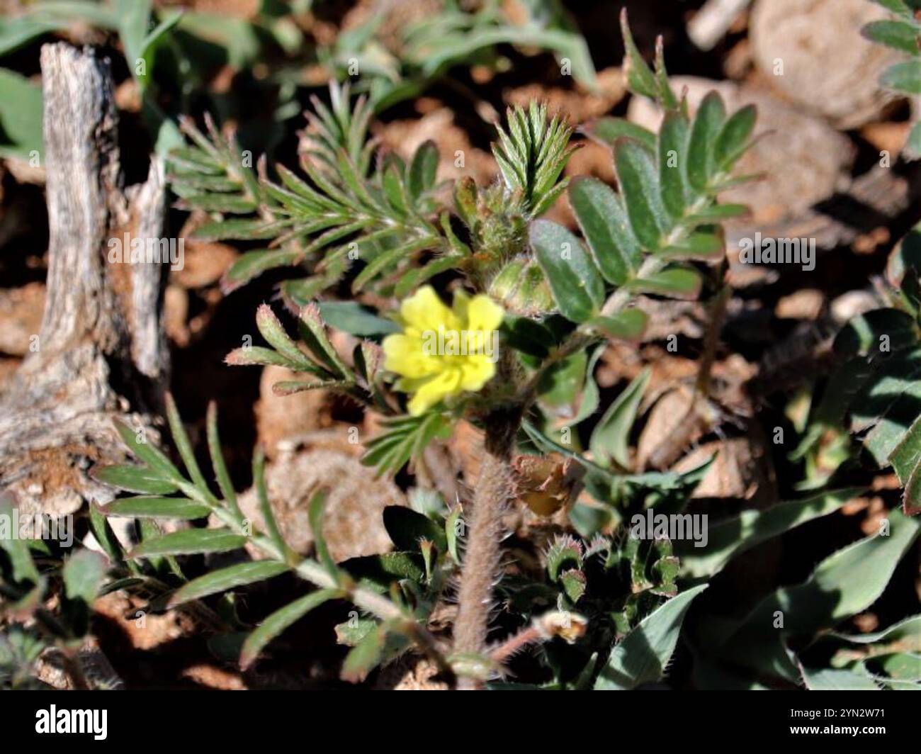 puncture vine (Tribulus terrestris Stock Photo - Alamy