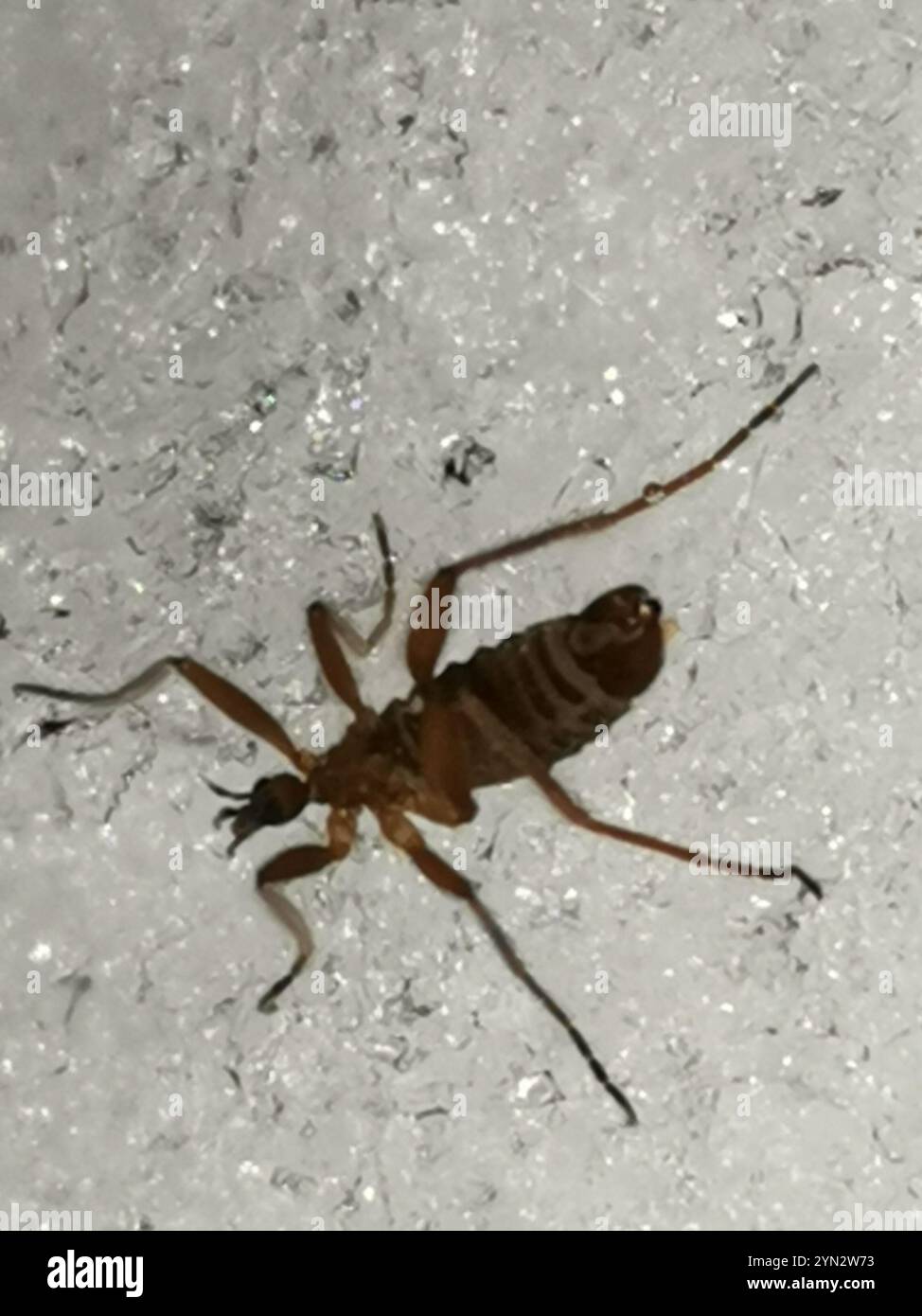 Snow Flies (Chionea Stock Photo - Alamy