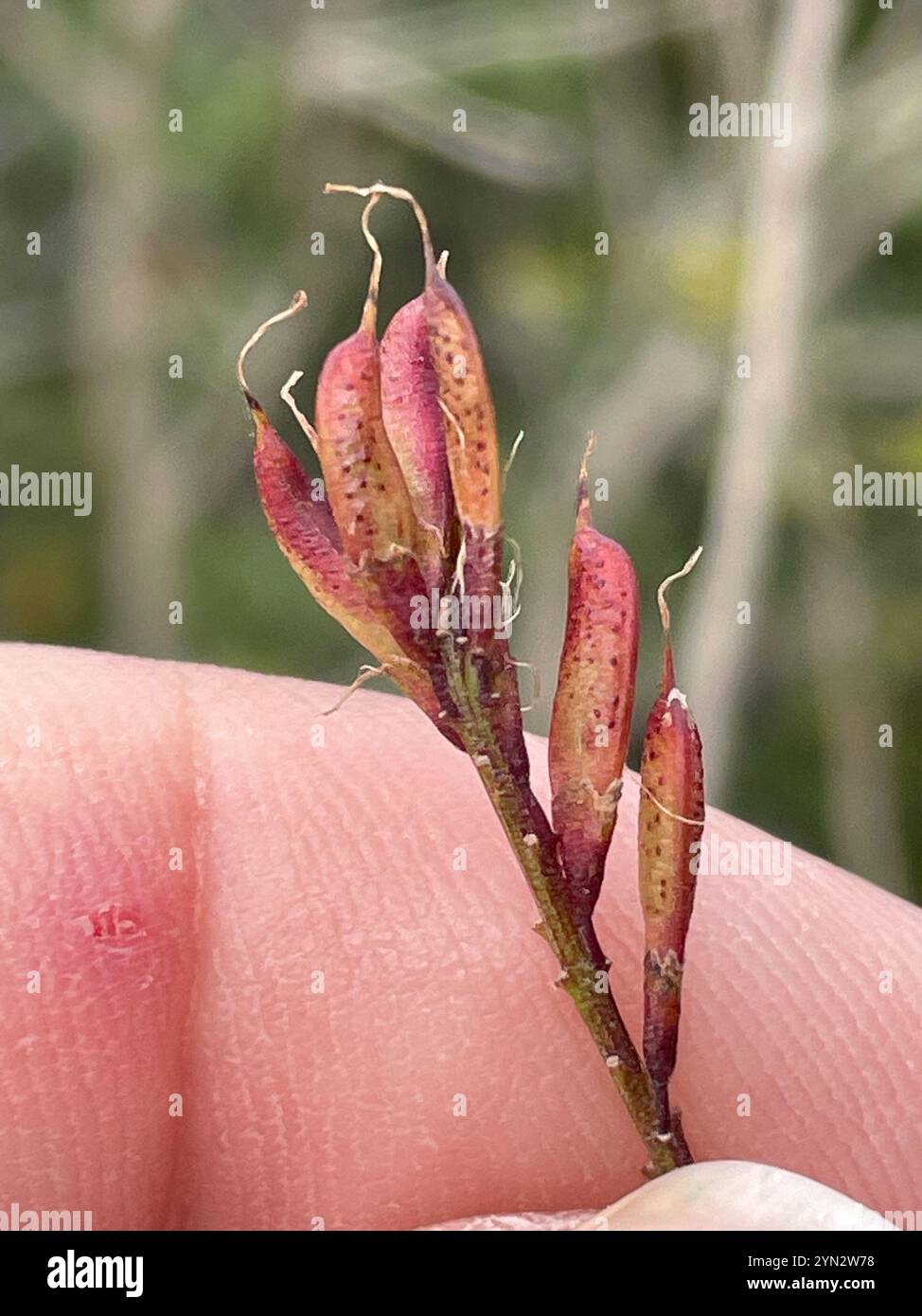 Texas Kidneywood (Eysenhardtia texana Stock Photo - Alamy