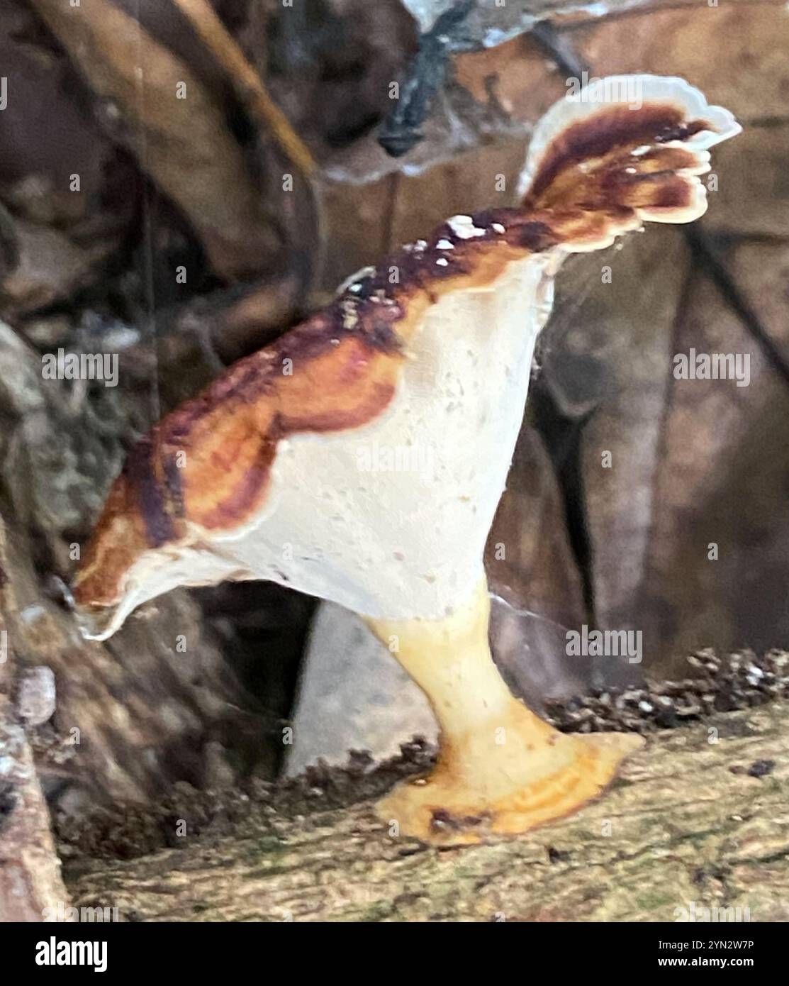 yellow stemmed micropore (Microporus xanthopus Stock Photo - Alamy