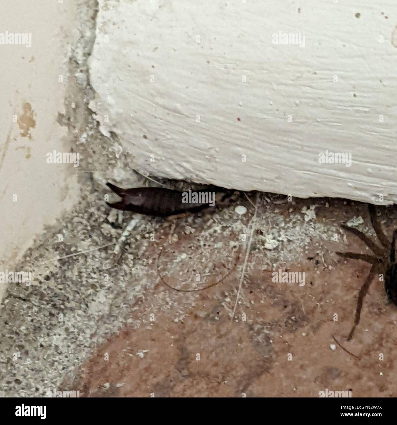 Euborellia annulipes hi-res stock photography and images - Alamy