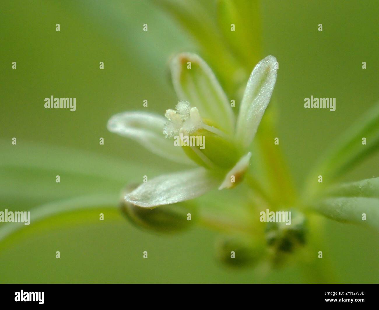 green carpetweed (Mollugo verticillata Stock Photo - Alamy