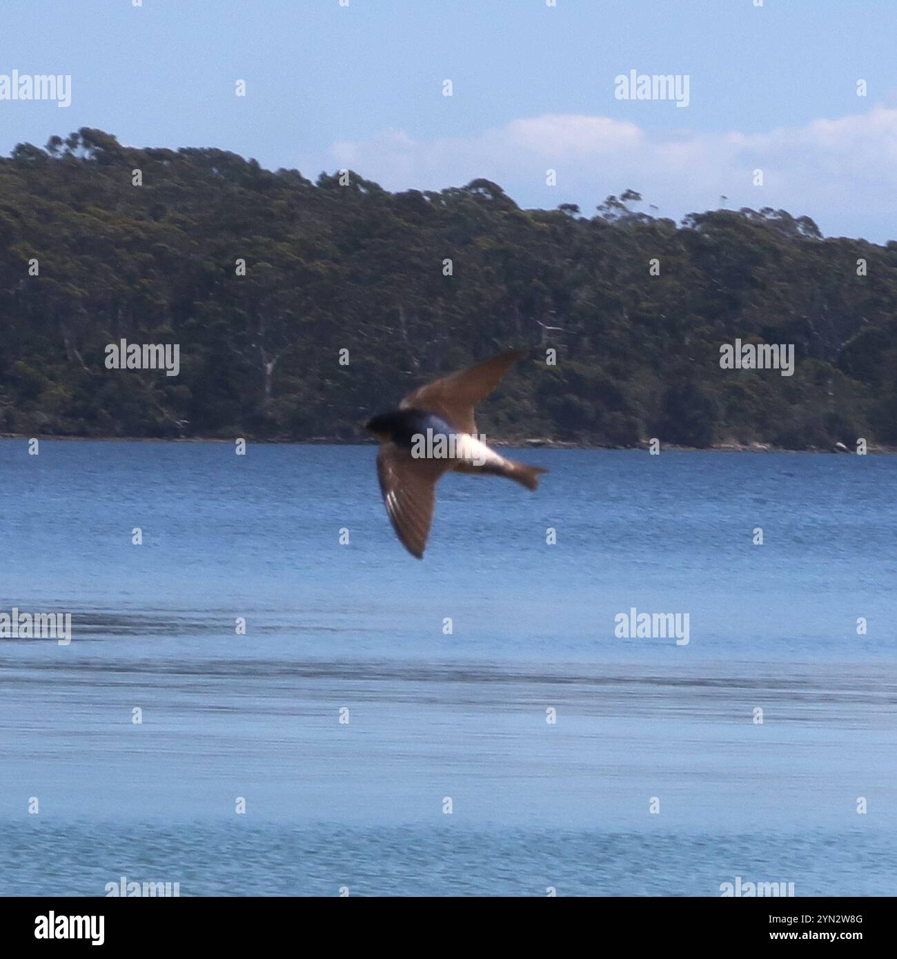 Tree Martin (Petrochelidon nigricans Stock Photo - Alamy