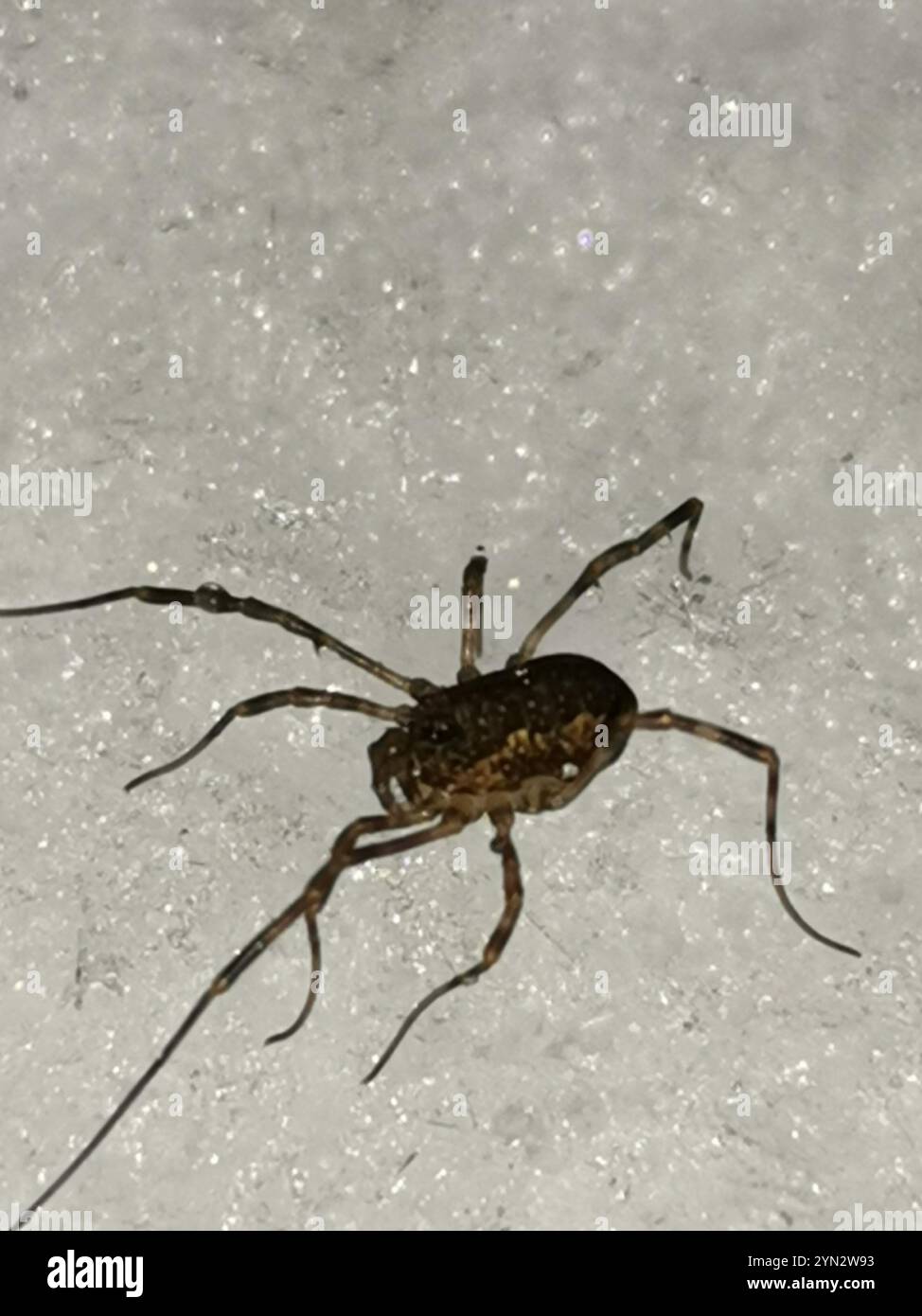Spring Harvestman (Rilaena triangularis Stock Photo - Alamy