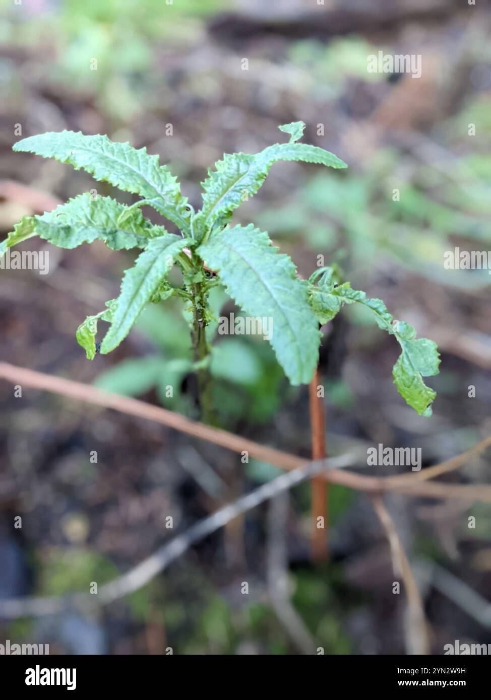 Senecio minimus hi-res stock photography and images - Alamy