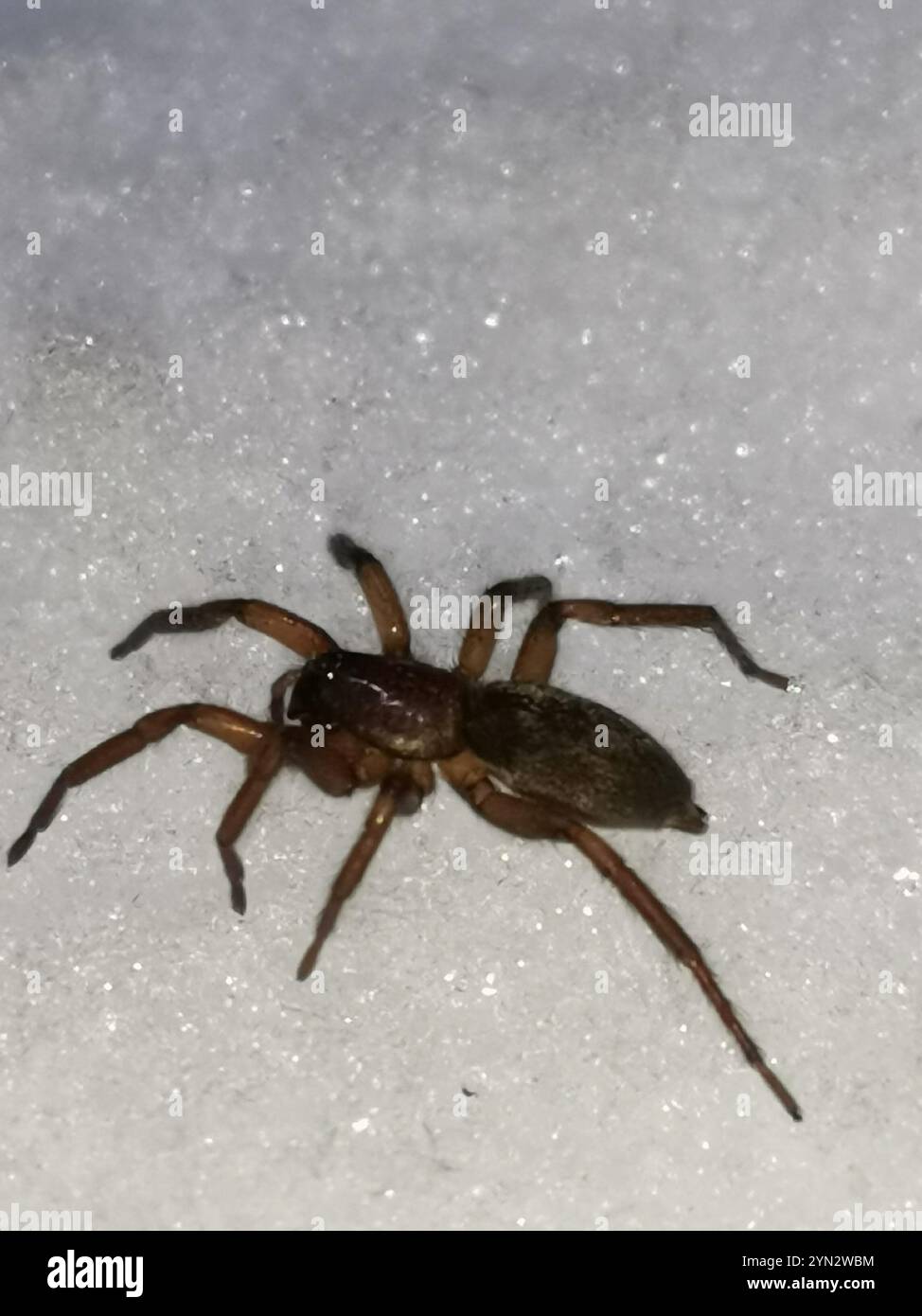 Stealthy Ground Spiders (Gnaphosidae Stock Photo - Alamy