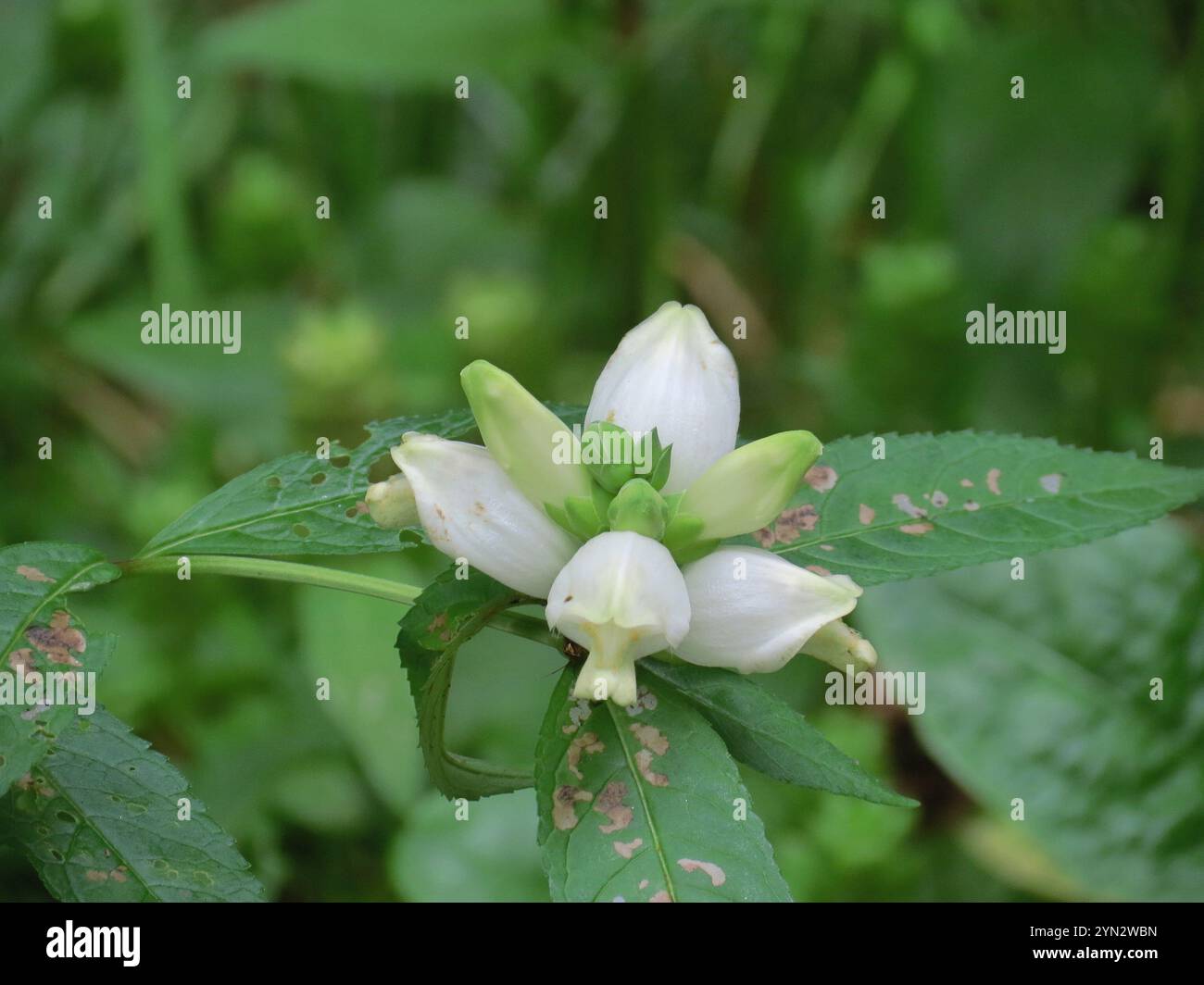 white turtlehead (Chelone glabra Stock Photo - Alamy