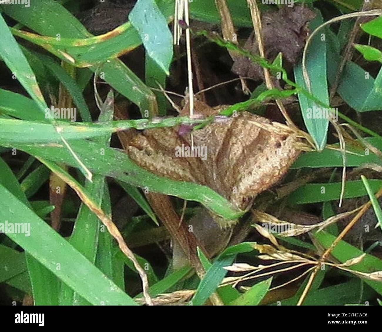Clover Looper Moth (Caenurgina crassiuscula Stock Photo - Alamy