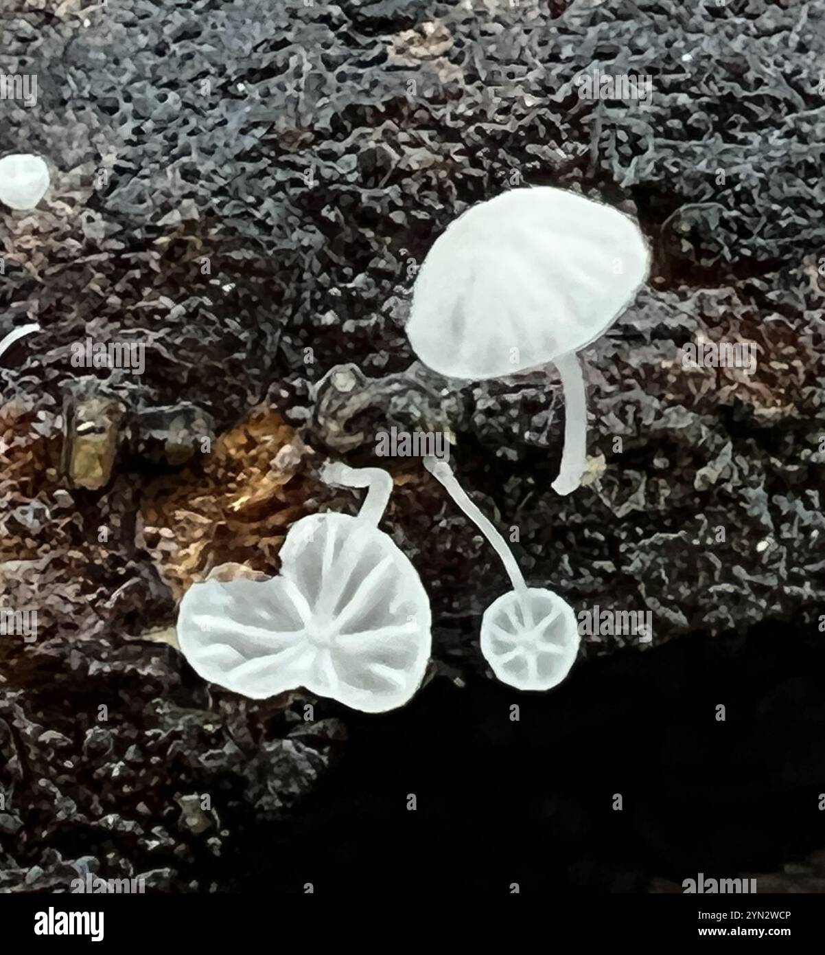 Fairy Parachutes (Marasmiellus candidus Stock Photo - Alamy