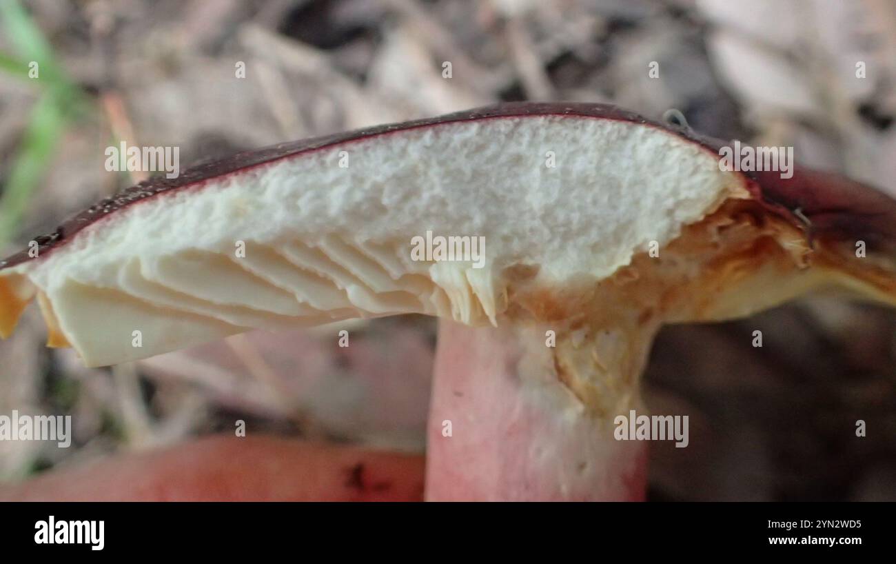 Primrose Brittlegill (Russula sardonia Stock Photo - Alamy