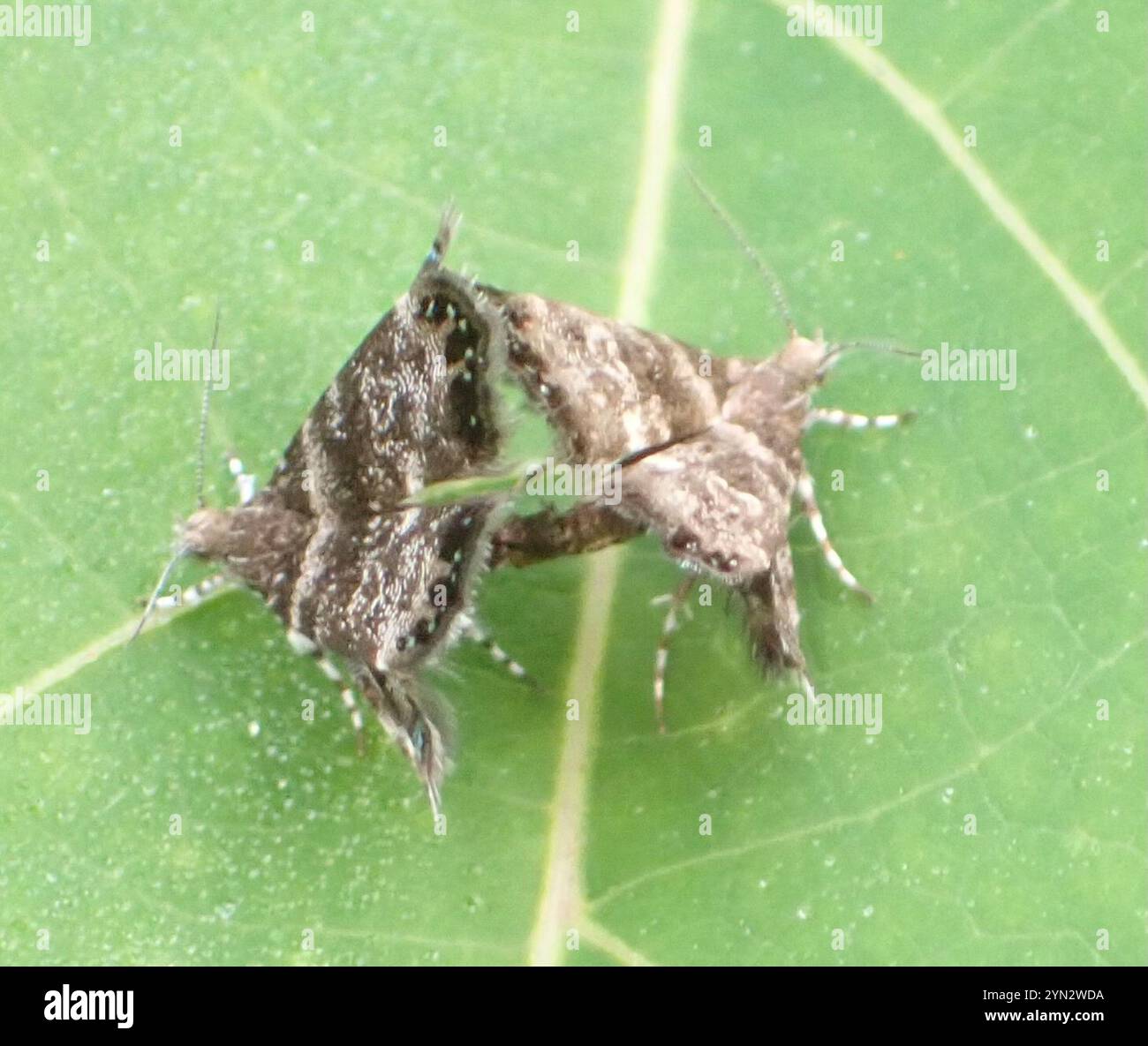 Peacock Moths (Brenthia Stock Photo - Alamy