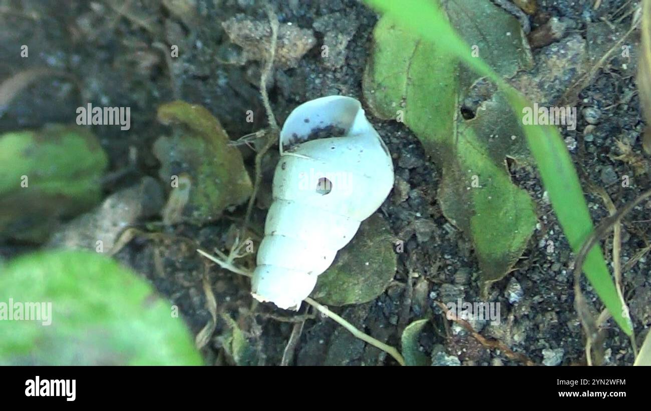Decollate Snail (Rumina decollata Stock Photo - Alamy