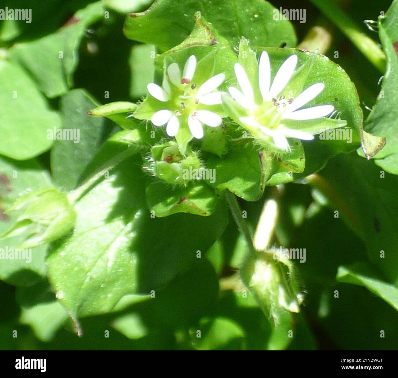 common chickweed (Stellaria media Stock Photo - Alamy