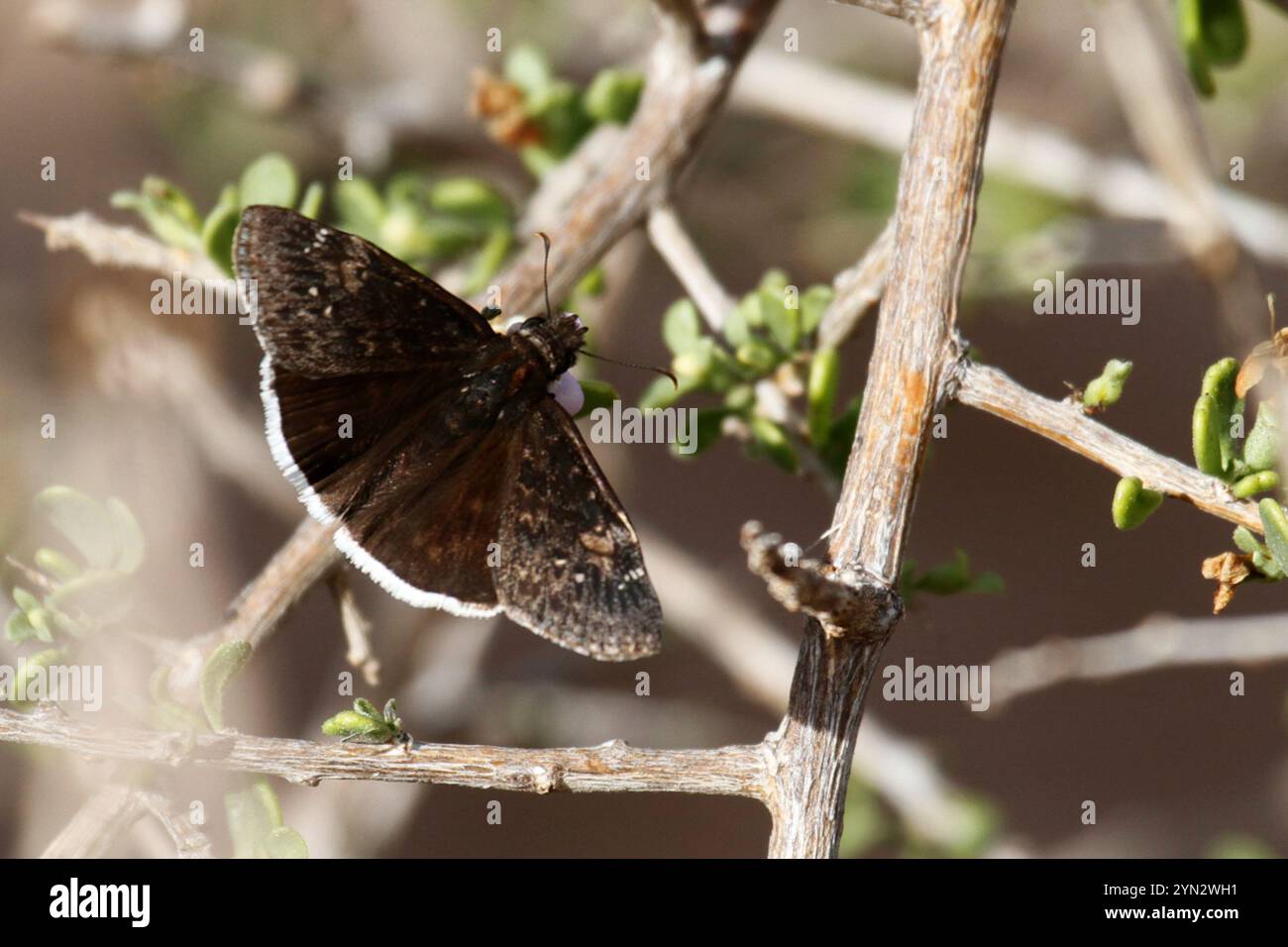 Funereal Duskywing (Erynnis funeralis Stock Photo - Alamy