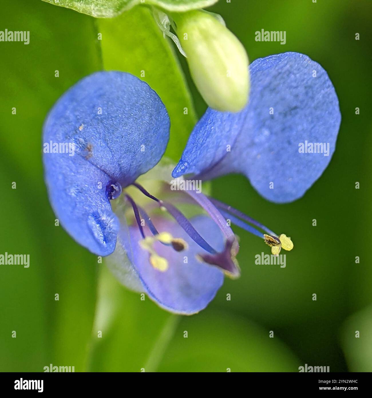 climbing dayflower (Commelina diffusa Stock Photo - Alamy