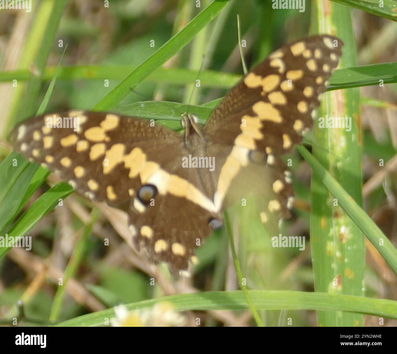 Citrus Swallowtail (Papilio demodocus demodocus Stock Photo - Alamy