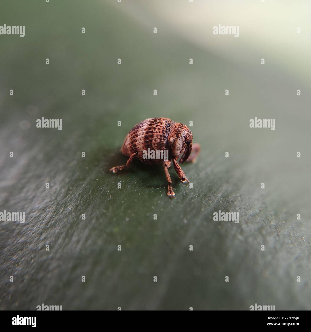 True Weevils (Curculionidae Stock Photo - Alamy