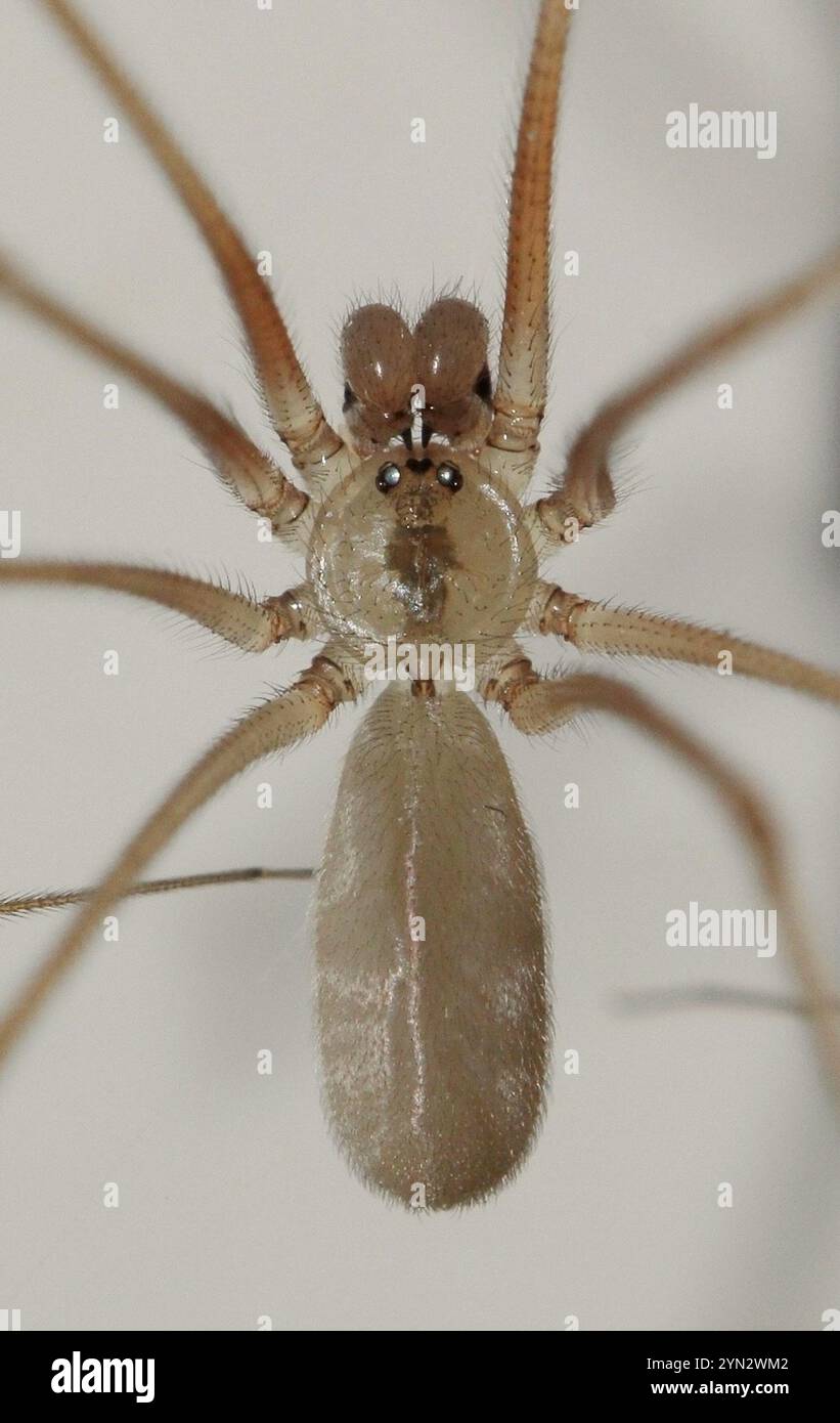 Common Cellar Spiders (Pholcus Stock Photo - Alamy