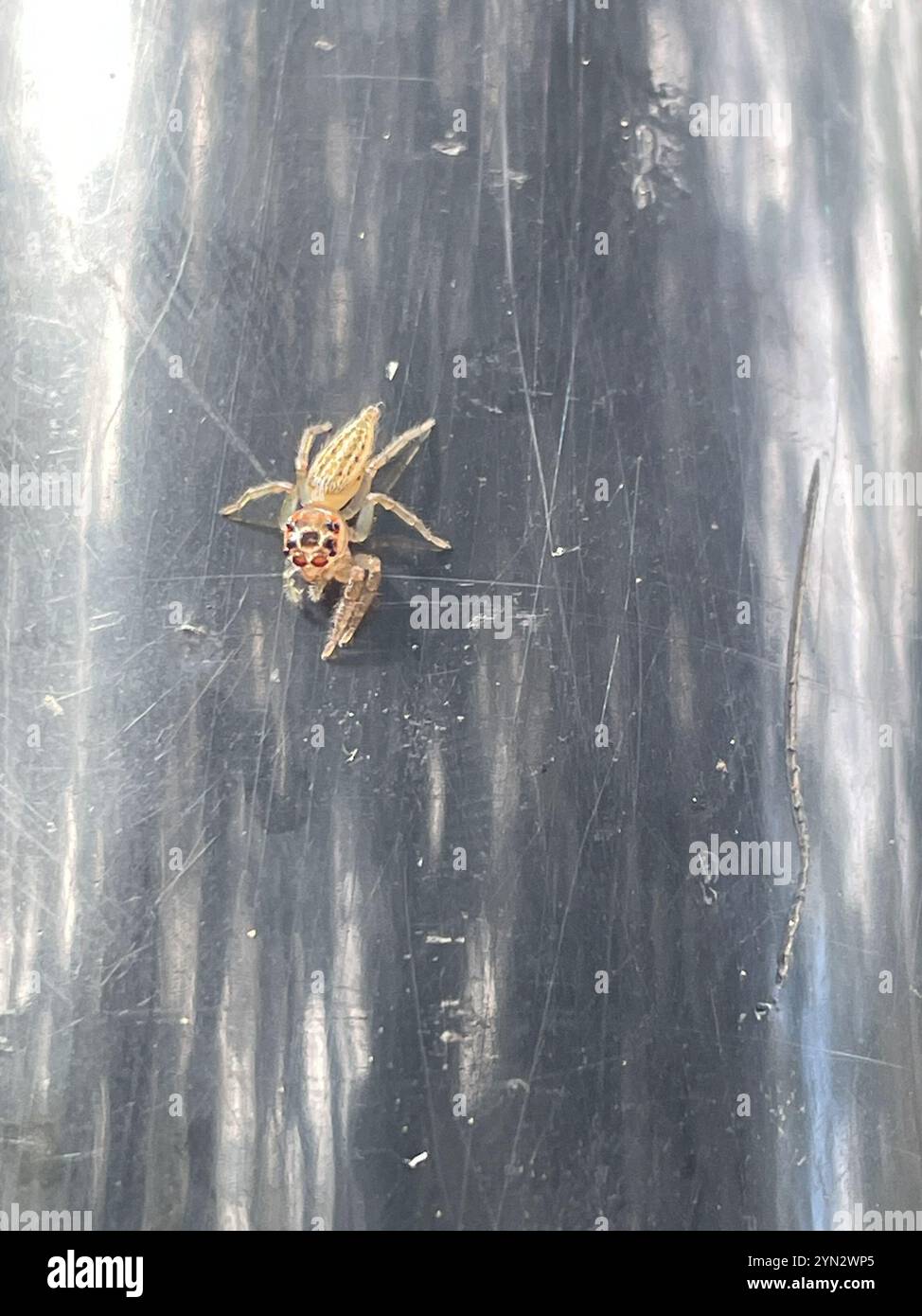 Sylvan Jumping Spider (Colonus sylvanus Stock Photo - Alamy