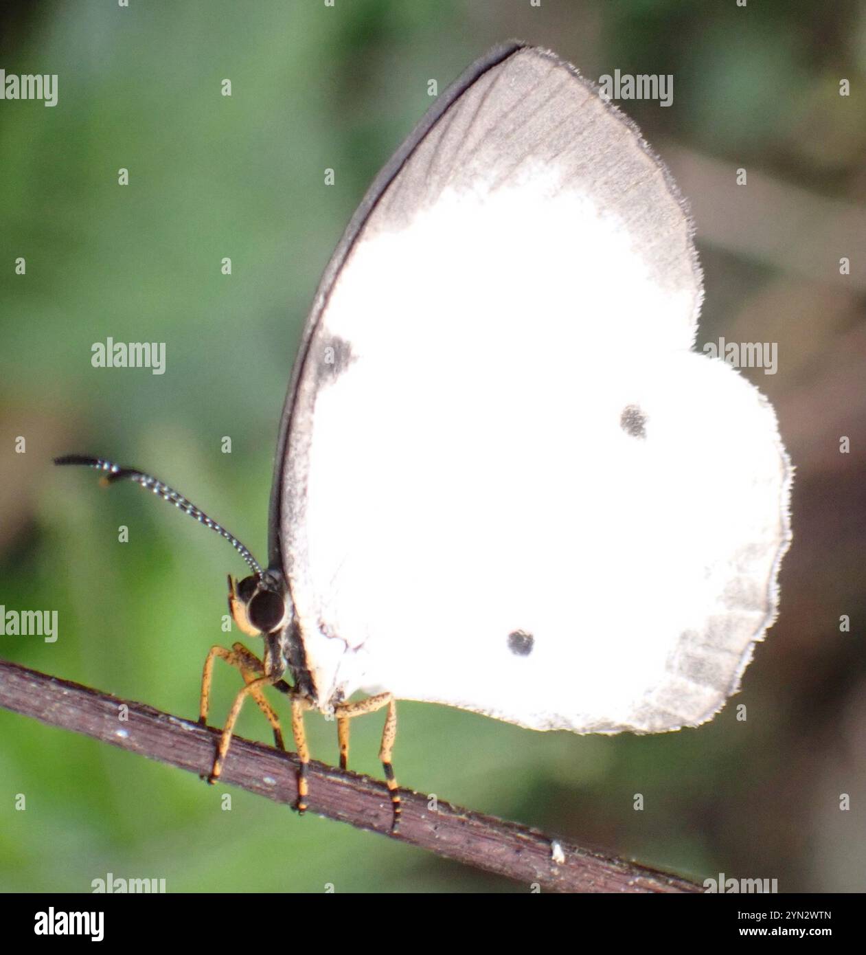 Nigerian Pierid Blue (Larinopoda aspidos Stock Photo - Alamy