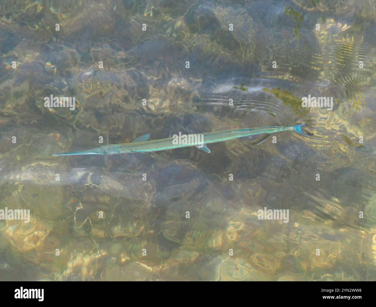 Houndfish hi-res stock photography and images - Alamy