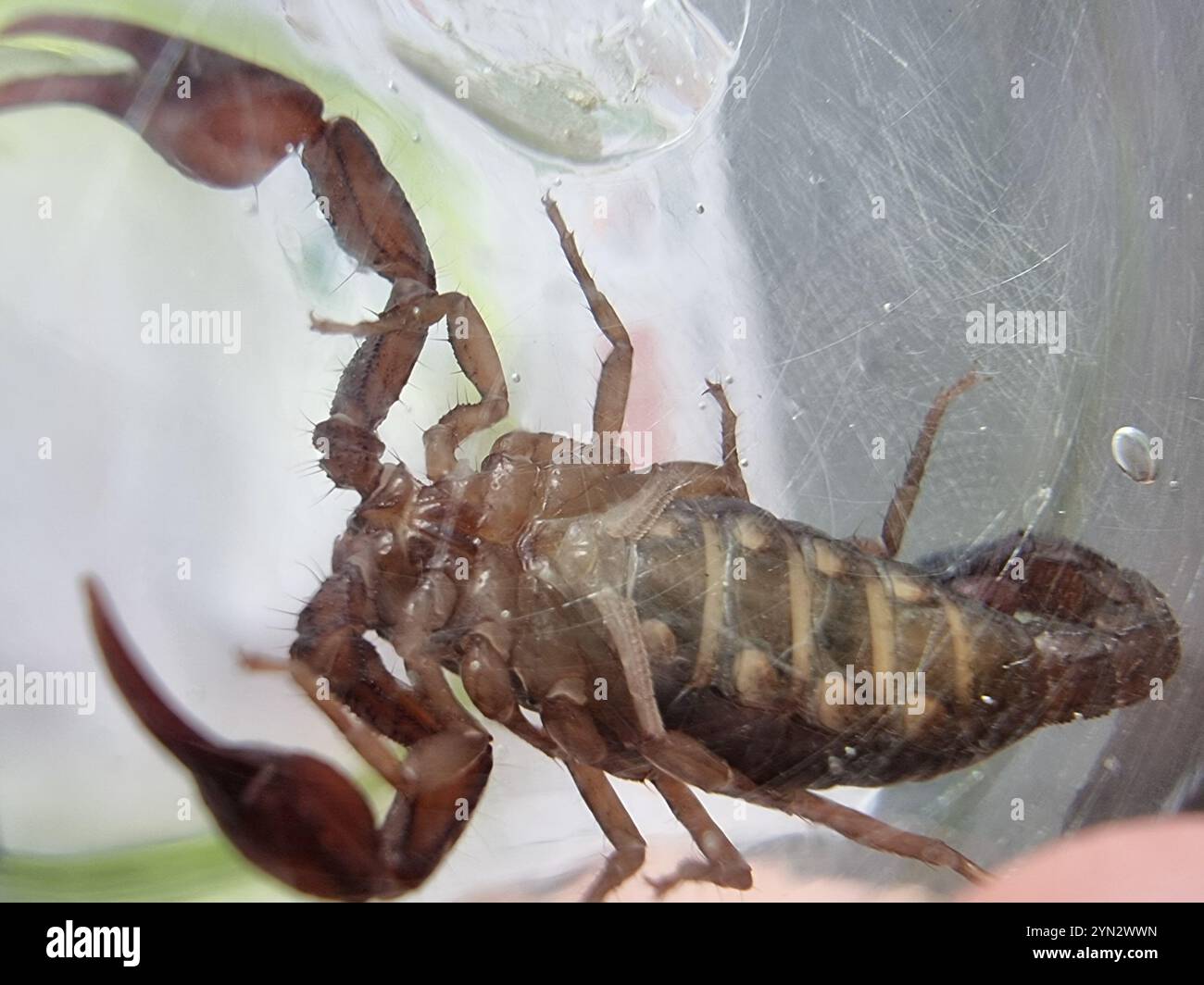 Mexican Scorpion (Vaejovis mexicanus Stock Photo - Alamy