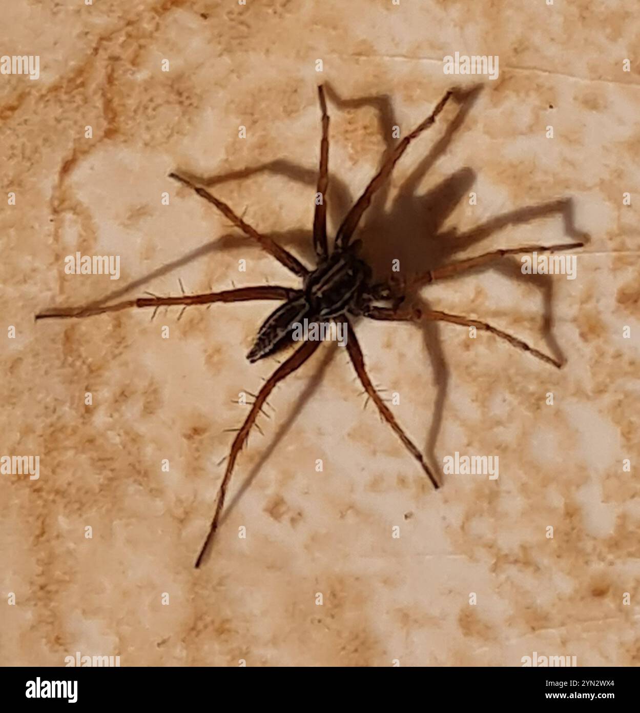 Wolf Spiders and Allies (Lycosoidea Stock Photo - Alamy