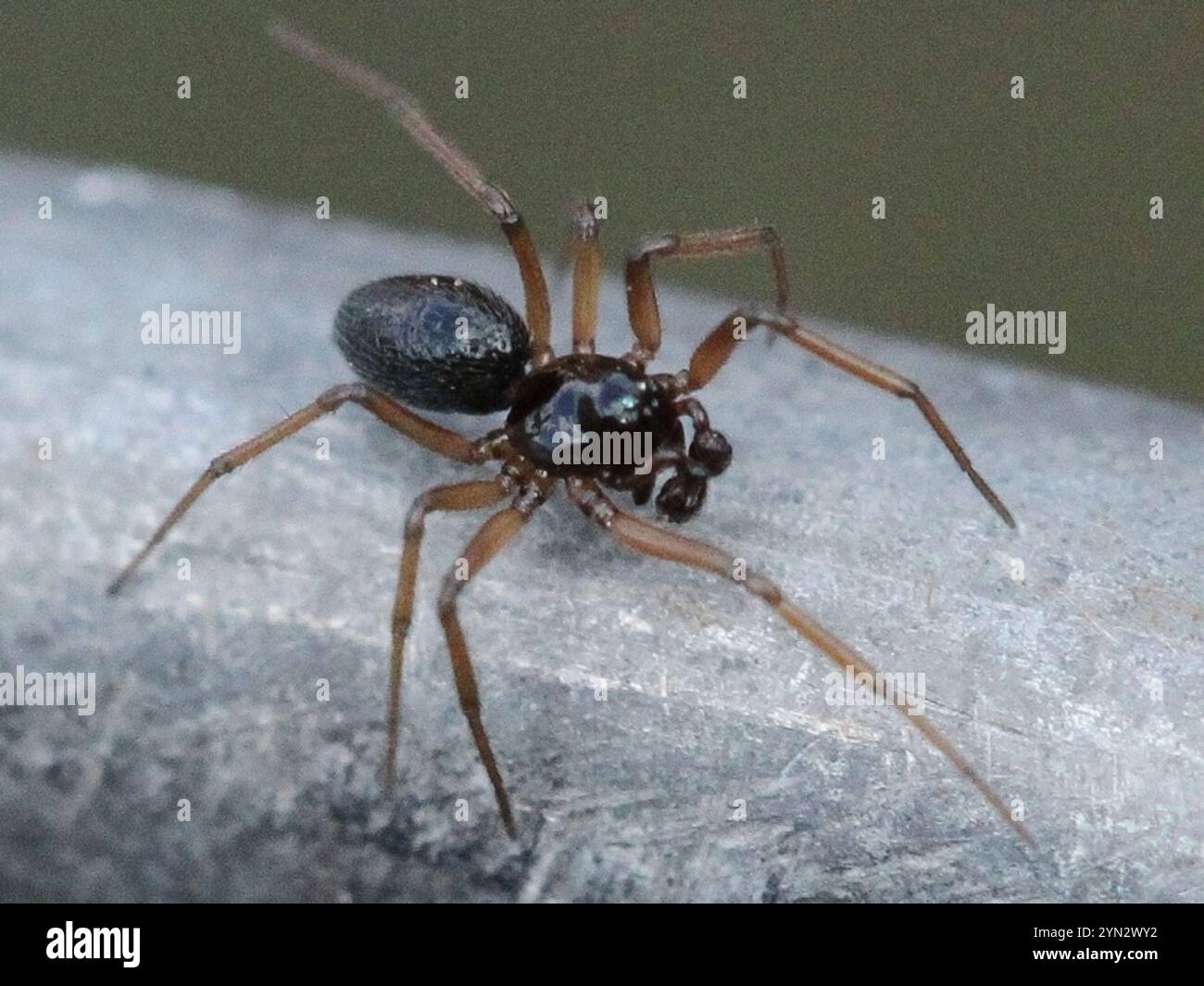 Sheetweb and Dwarf Weavers (Linyphiidae Stock Photo - Alamy