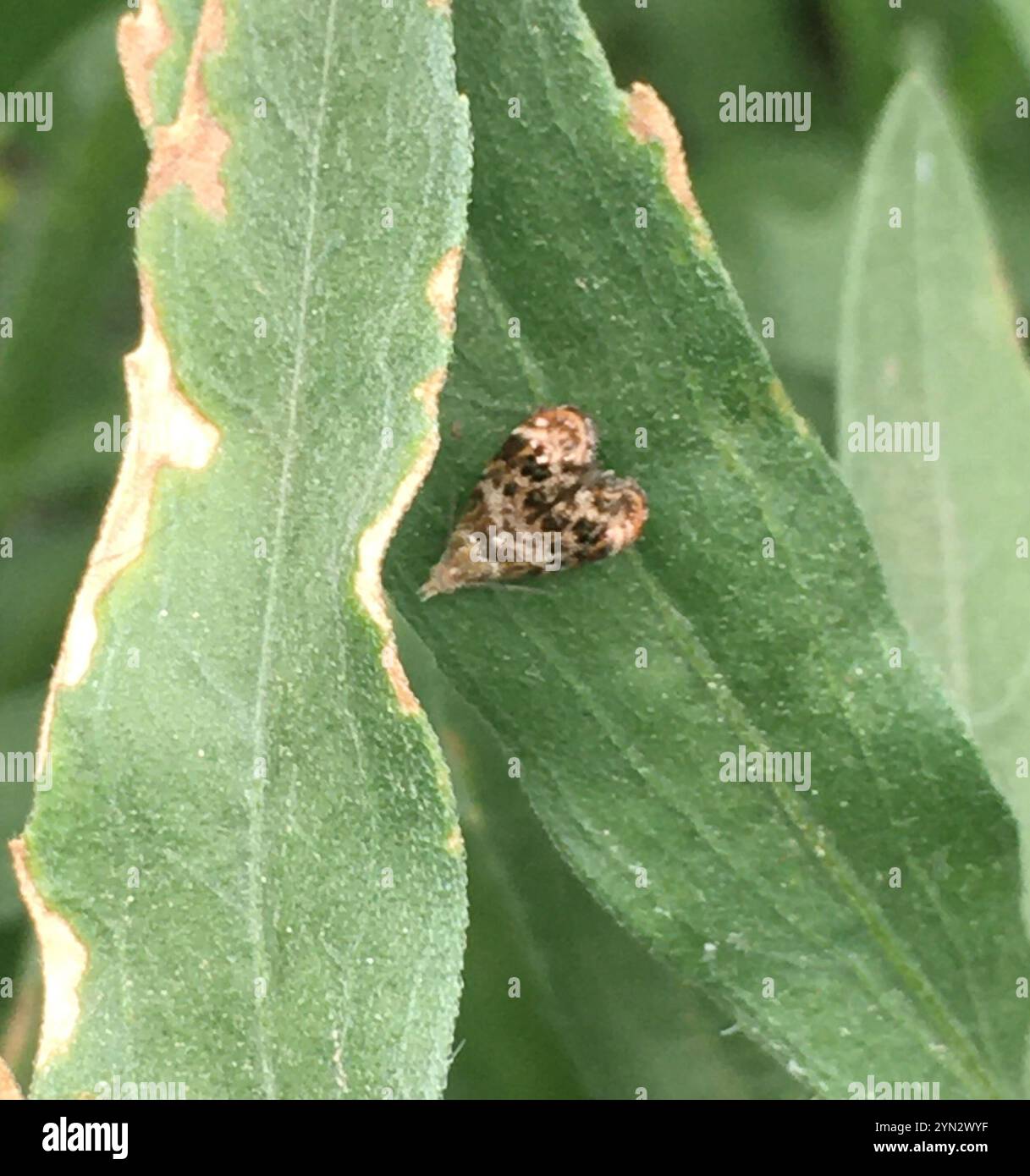 Metalmark Moths (Choreutidae Stock Photo - Alamy