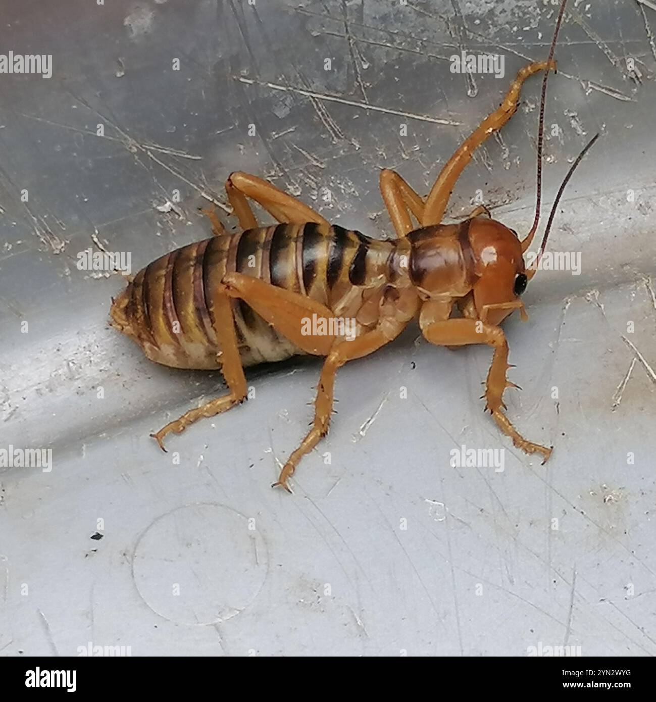 Sand Crickets (Maxentius Stock Photo - Alamy