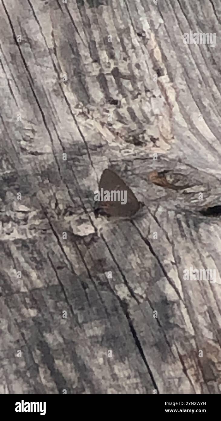 Dusky-blue Groundstreak (Calycopis isobeon Stock Photo - Alamy