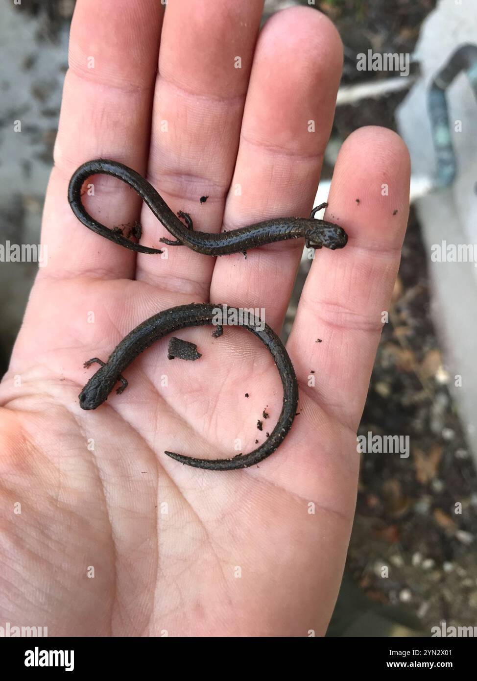 Black-bellied Slender Salamander (Batrachoseps nigriventris Stock Photo ...