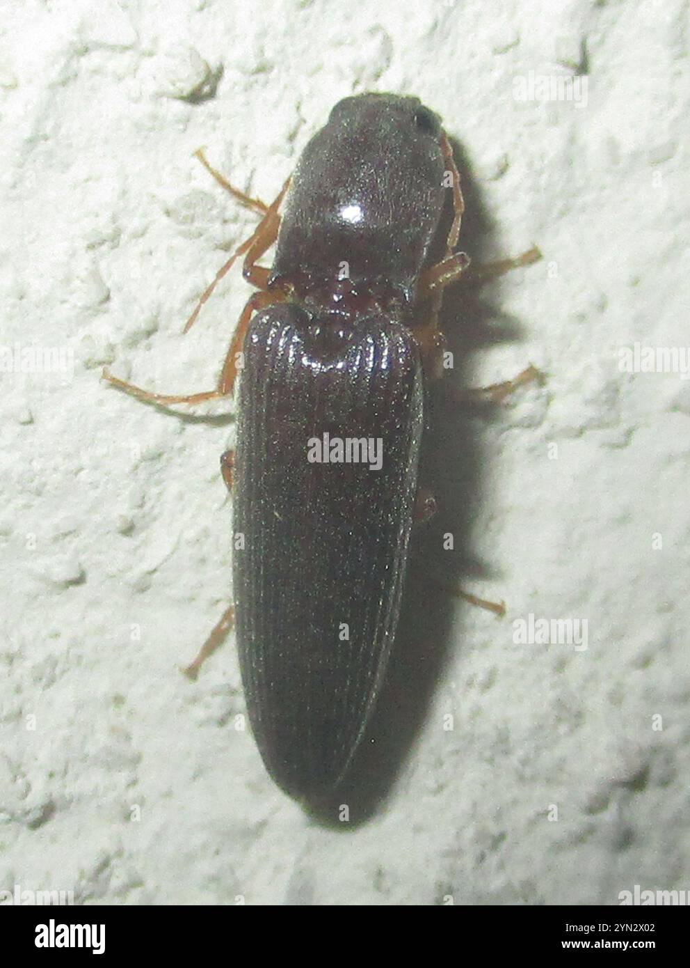 Click Beetles (Elateridae Stock Photo - Alamy