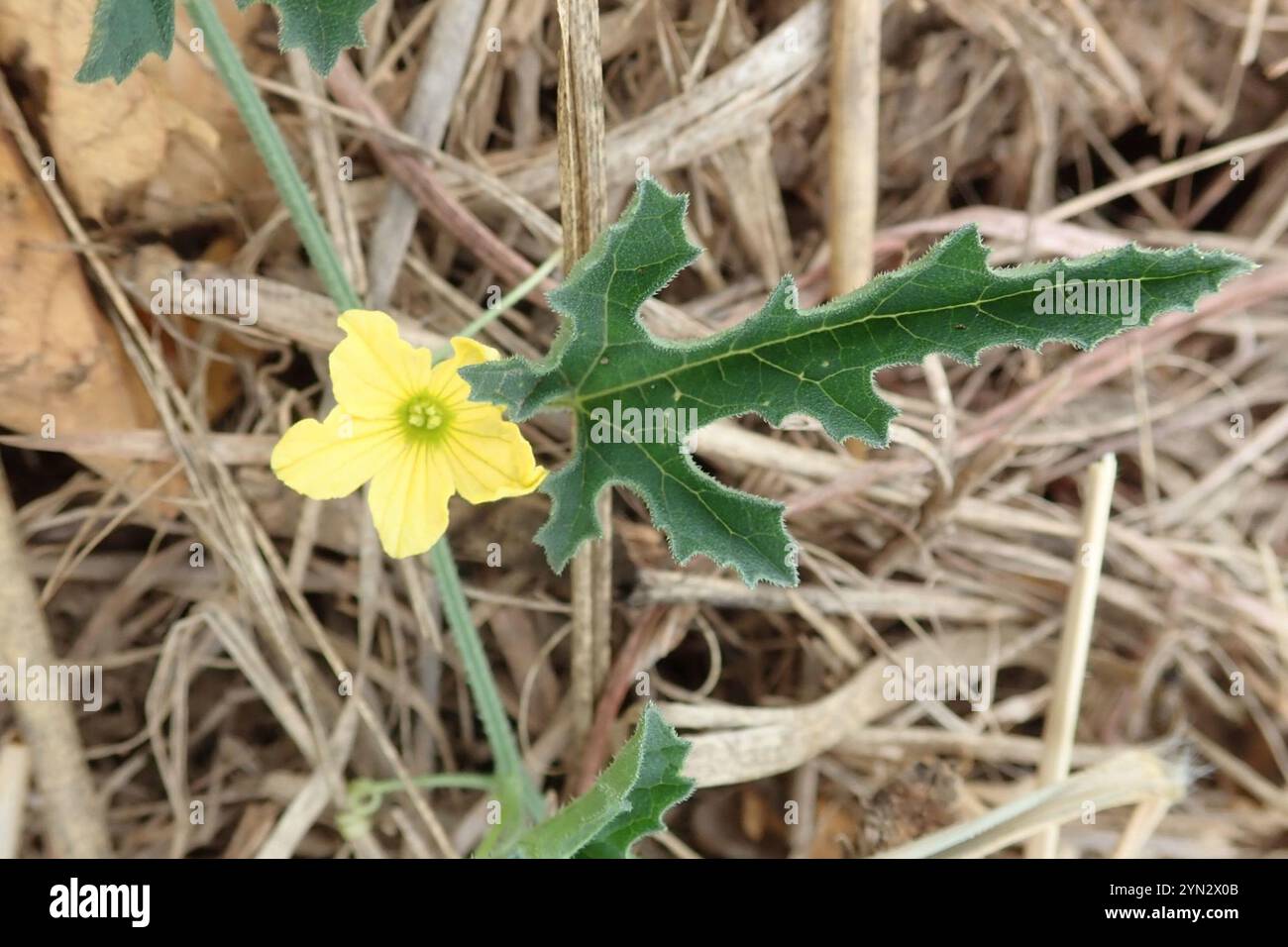 South African Spiny Cucumber (Cucumis zeyheri Stock Photo - Alamy