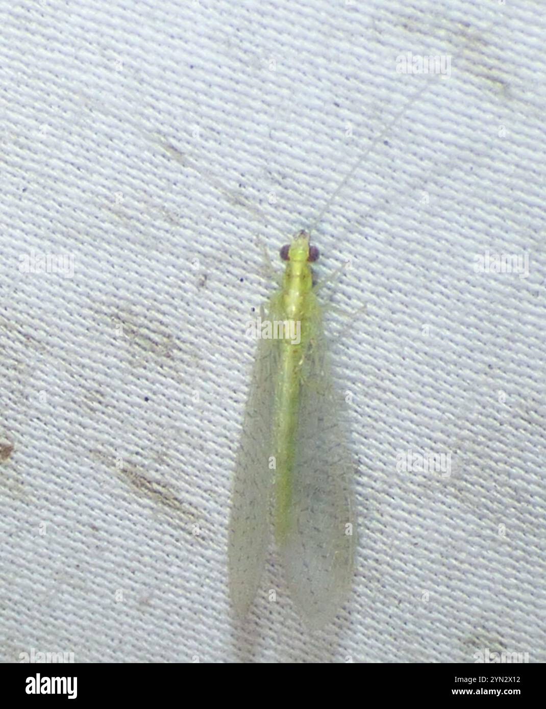 Red-lipped Green Lacewing (Chrysoperla rufilabris Stock Photo - Alamy