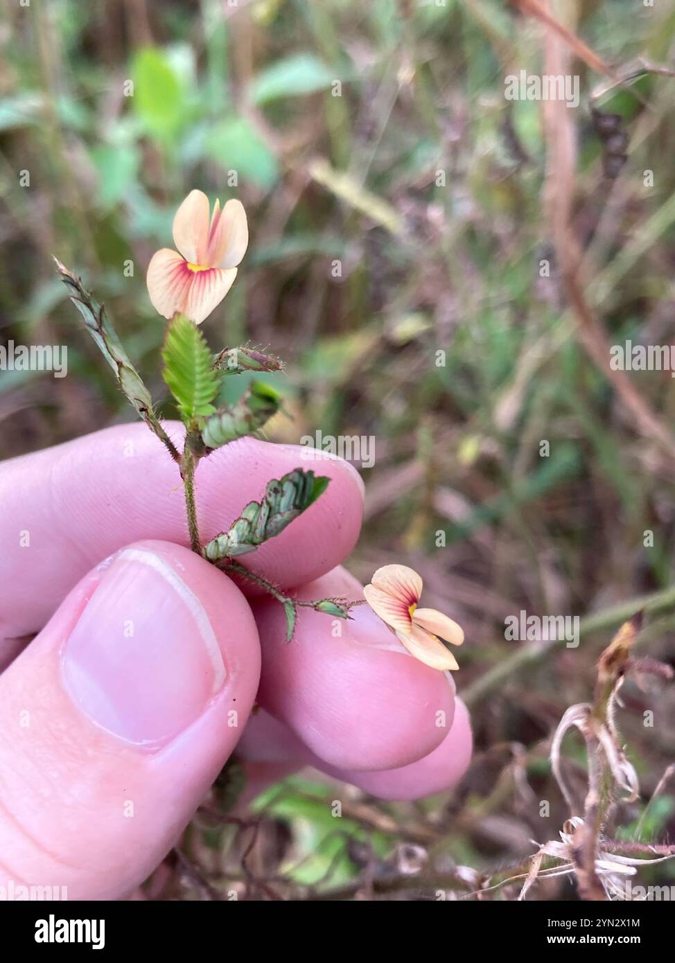 Aeschynomene americana hi-res stock photography and images - Alamy
